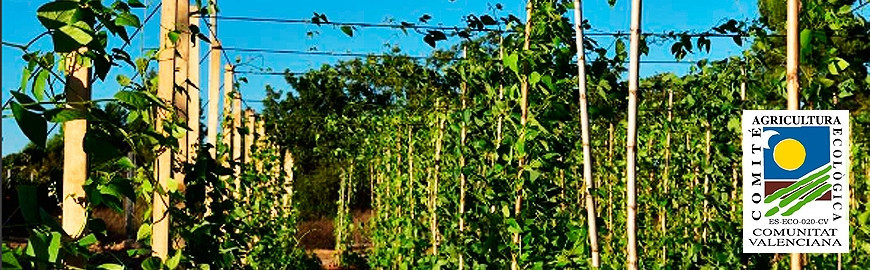 Garrofó Garrofón Paella Valenciano online